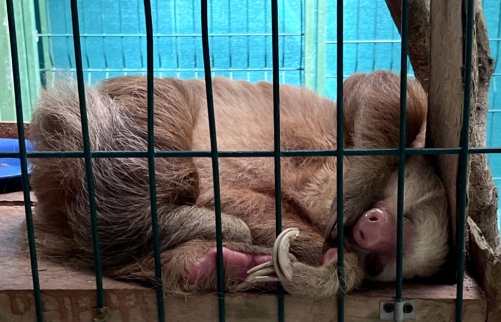 Sun and Sloths in the Jungle of Costa Rica – Writer on Deck