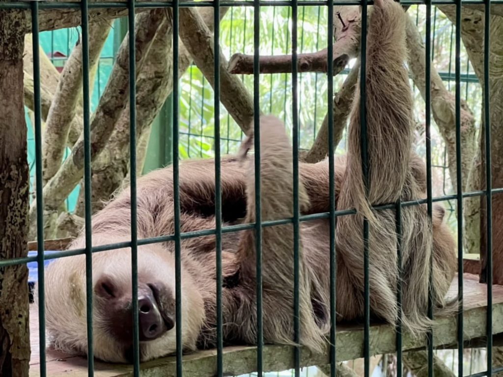 Sun and Sloths in the Jungle of Costa Rica – Writer on Deck