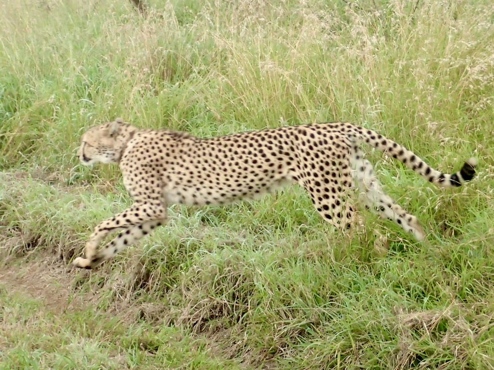 More African Animals! New Safari Experience Thrills Sisters – Writer on ...