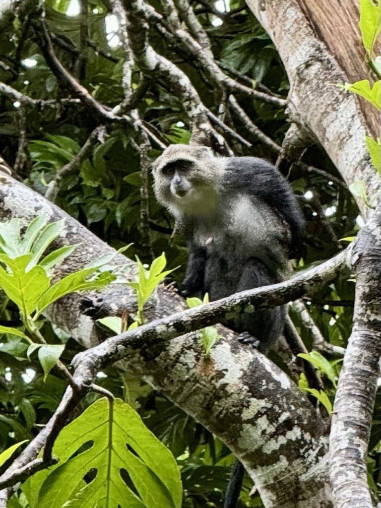 Wading Through Zanzibar in Search of Elusive Rare Monkeys – Writer on Deck