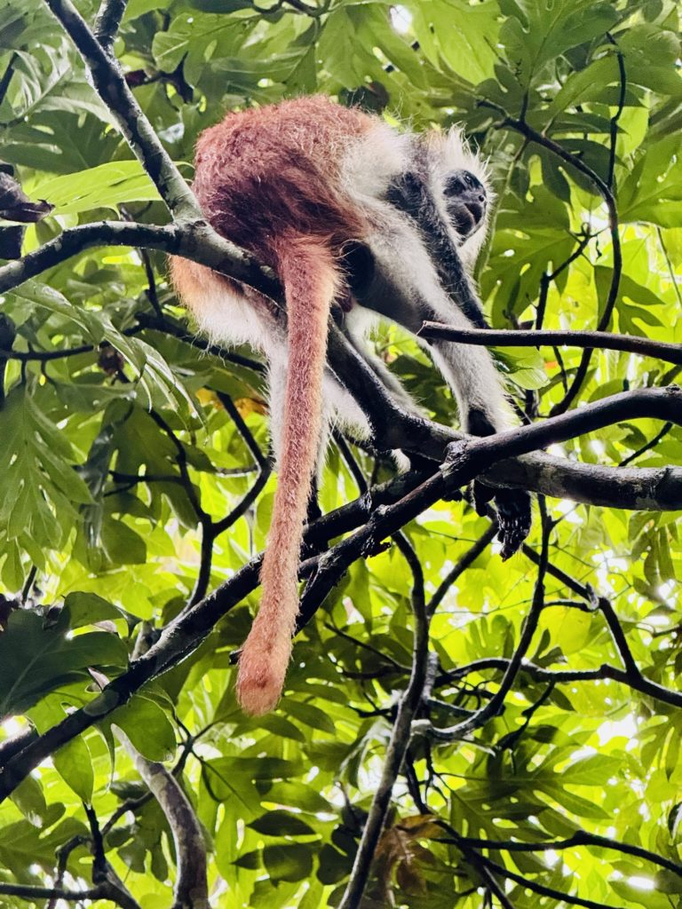 Wading Through Zanzibar in Search of Elusive Rare Monkeys – Writer on Deck