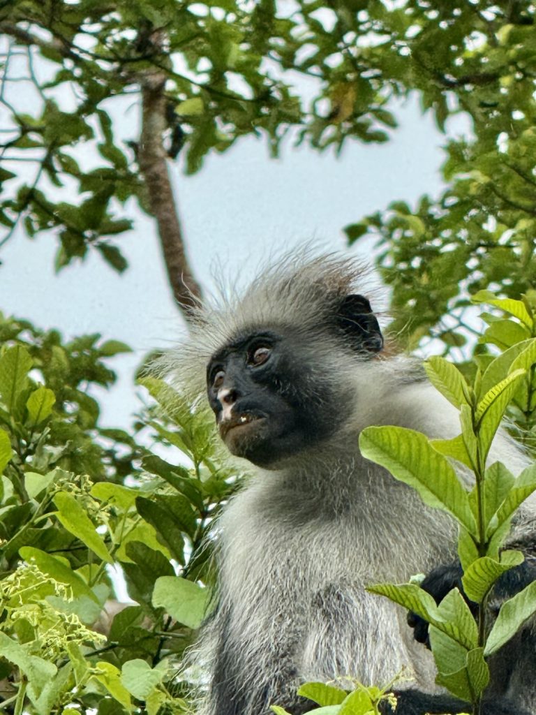 Wading Through Zanzibar in Search of Elusive Rare Monkeys – Writer on Deck