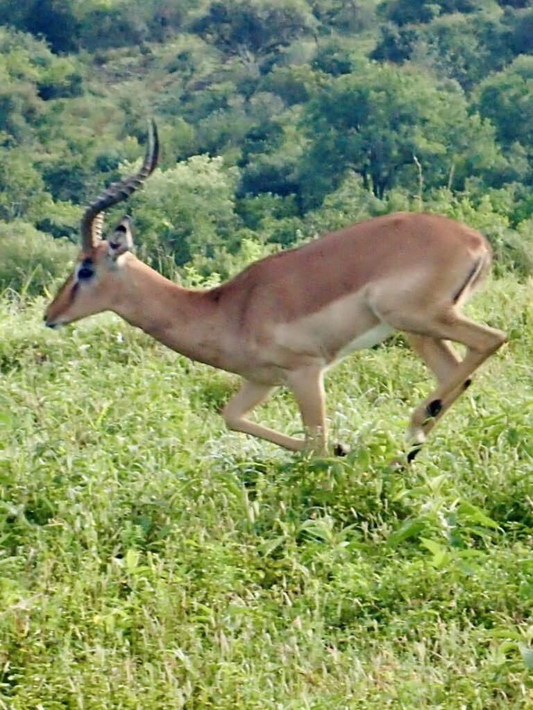 More African Animals! New Safari Experience Thrills Sisters – Writer on ...